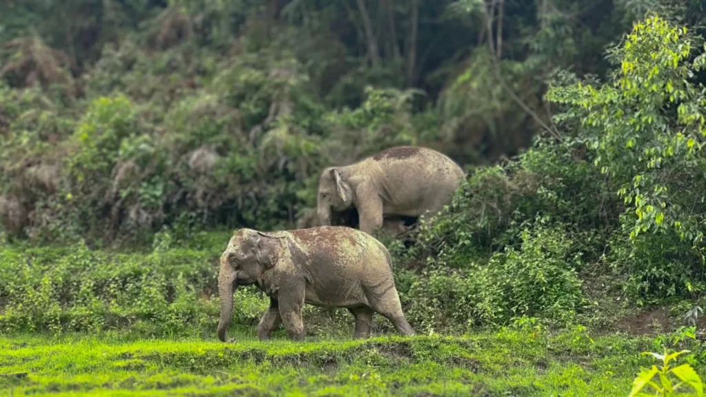 The Tiny Elephant Who Changed Everything — Elephant Sanctuary | eve97elephants.com